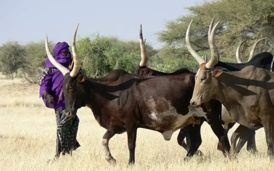 Pastoral Societies
