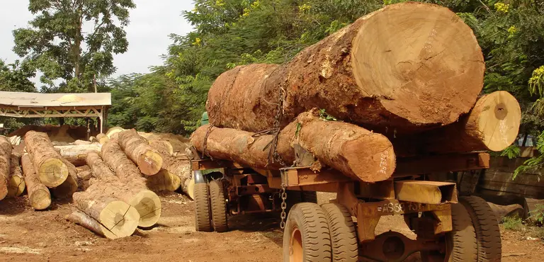Communities stumped as government fails to make loggers pay ...